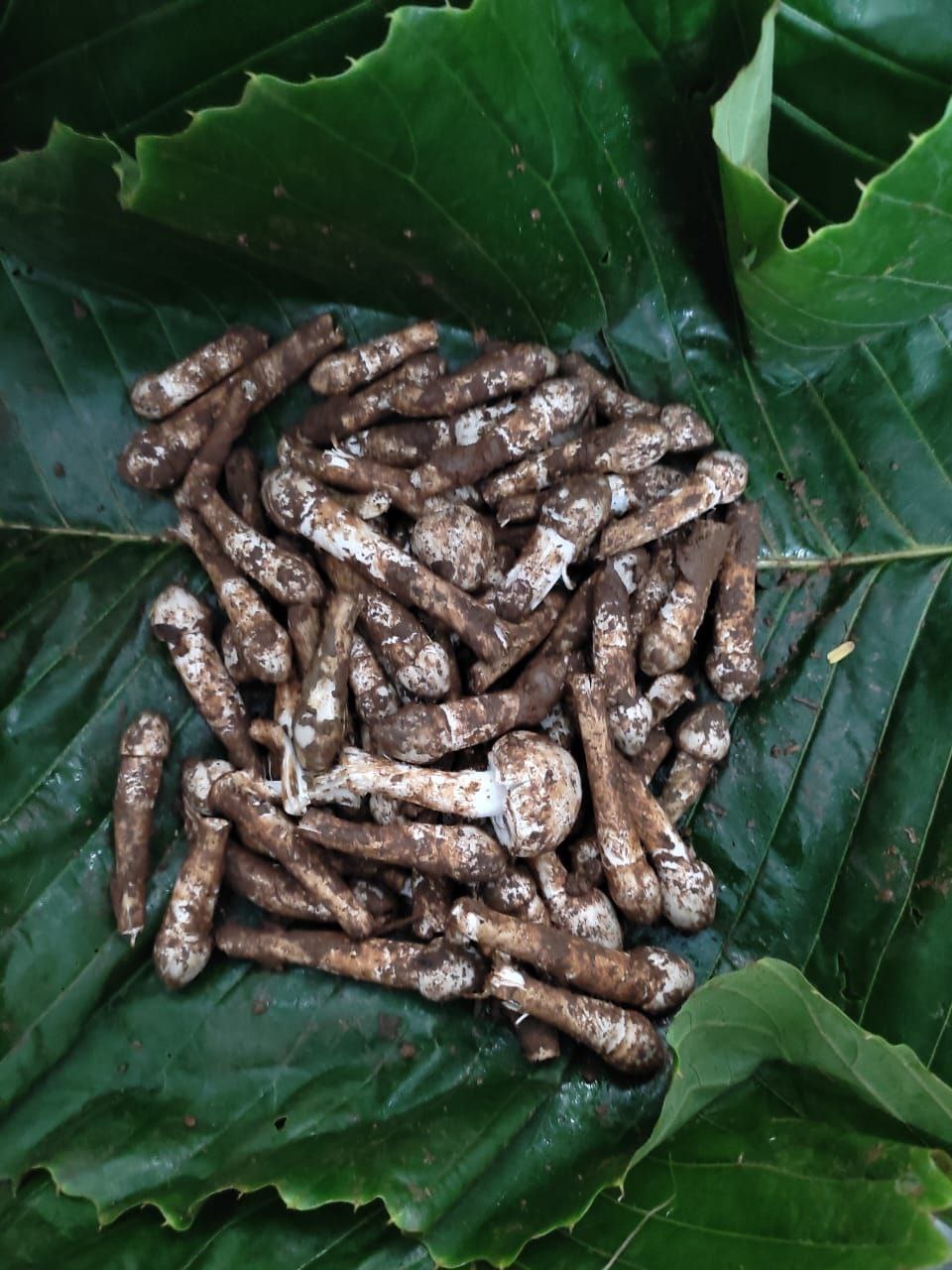 Wild Mushrooms of Goa Olmi: A Seasonal Delicacy - Goa Nirvana